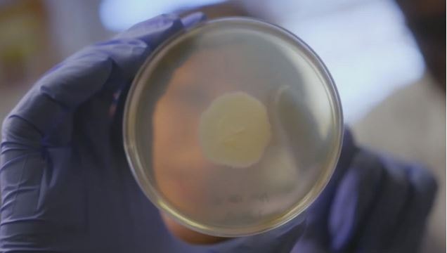 SubCategoryTitle: Making Way for Better Cancer Treatments: Christine Roden